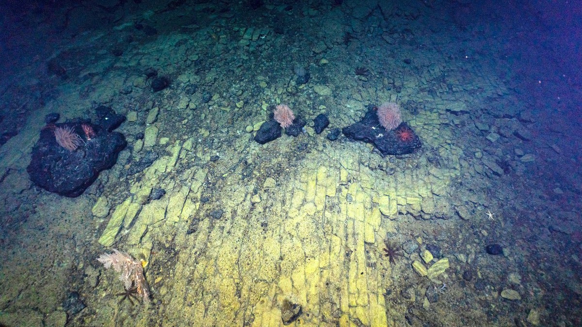 Vědci zkoumali dno Tichého oceánu. Objevili záhadnou cihlovou cestu | TN.cz