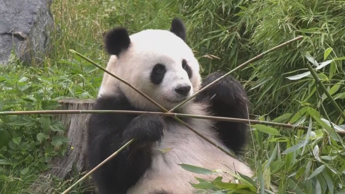 Berlínská zoo slaví narození pandích dvojčat. Pohlaví se zatím určit ...