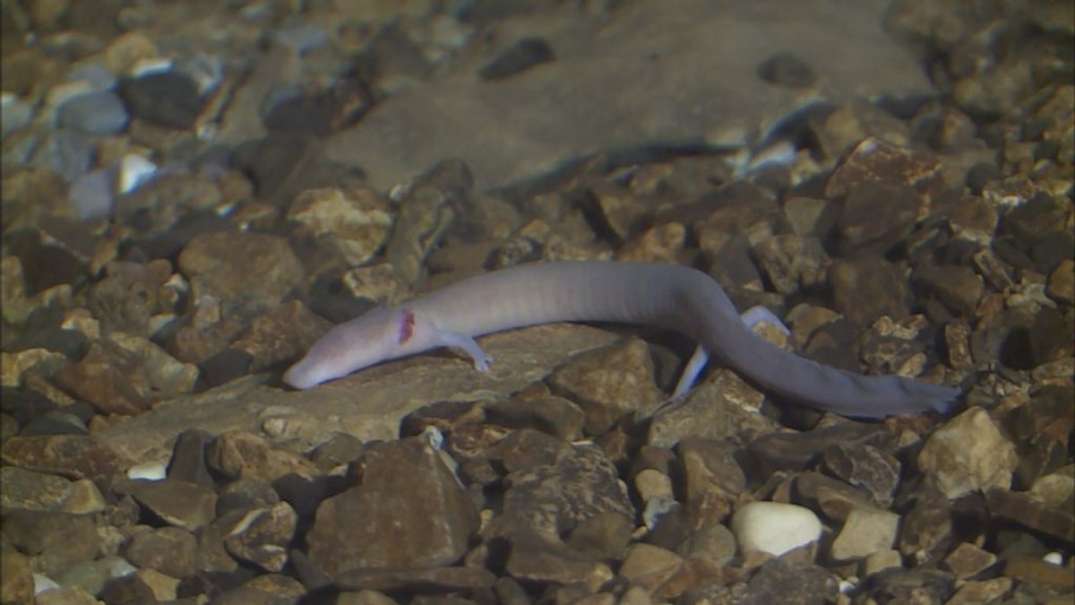 KOŘENÍ: Tajemný macarát | TN.cz