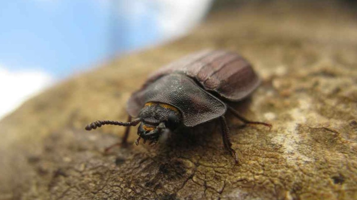 Čeští vědci jásají. Na Šumavě objevili živočicha přezdívaného velký ...