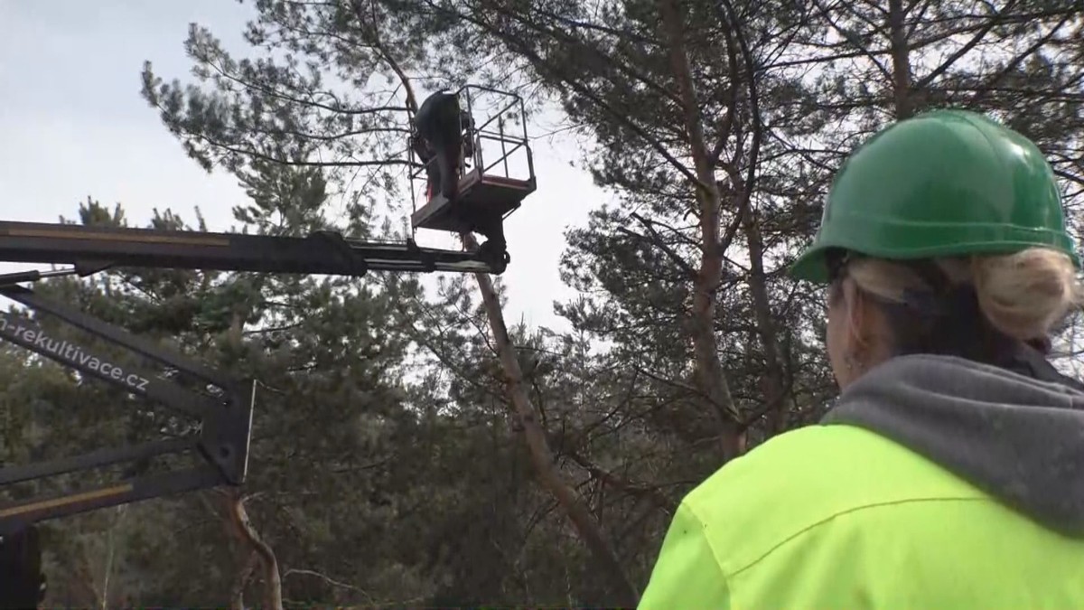 Ředitelství silnic a dálnic kácí stromy na D10. Řidiče čeká omezení ...