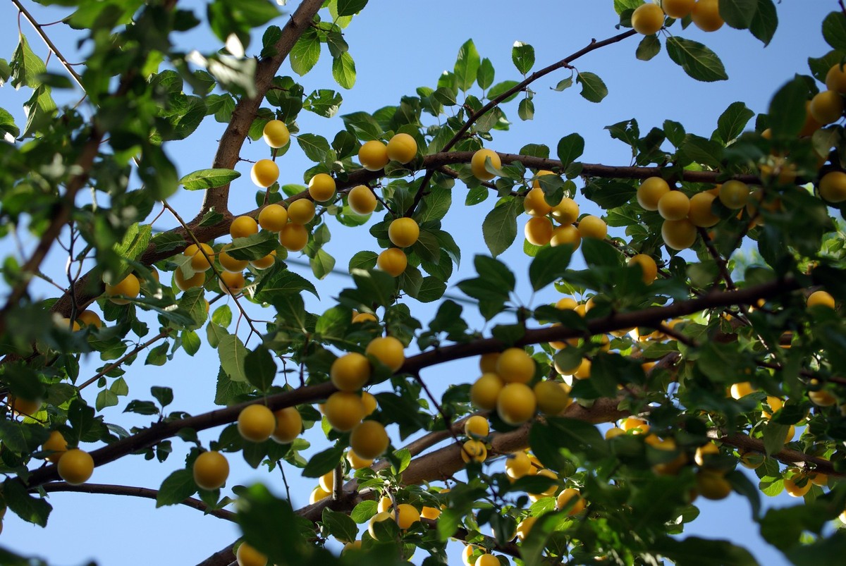 Toto zapomenuté ovoce je plné vitamínů. Má proto mimořádné vlastnosti ...
