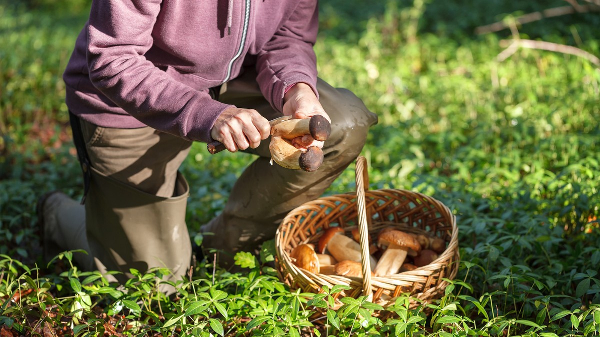 Začíná houbařská sezóna. Aktuální přehled míst, kde nasbíráte plný ...
