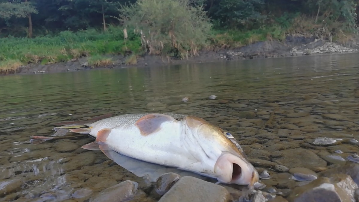 Kyanid v Bečvě poškodil i místní rybáře. Mají nárok na pomoc od státu ...