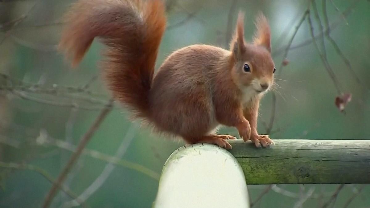 Přes vytíženou silnici v Bavorsku vede lanový most pro veverky | TN.cz