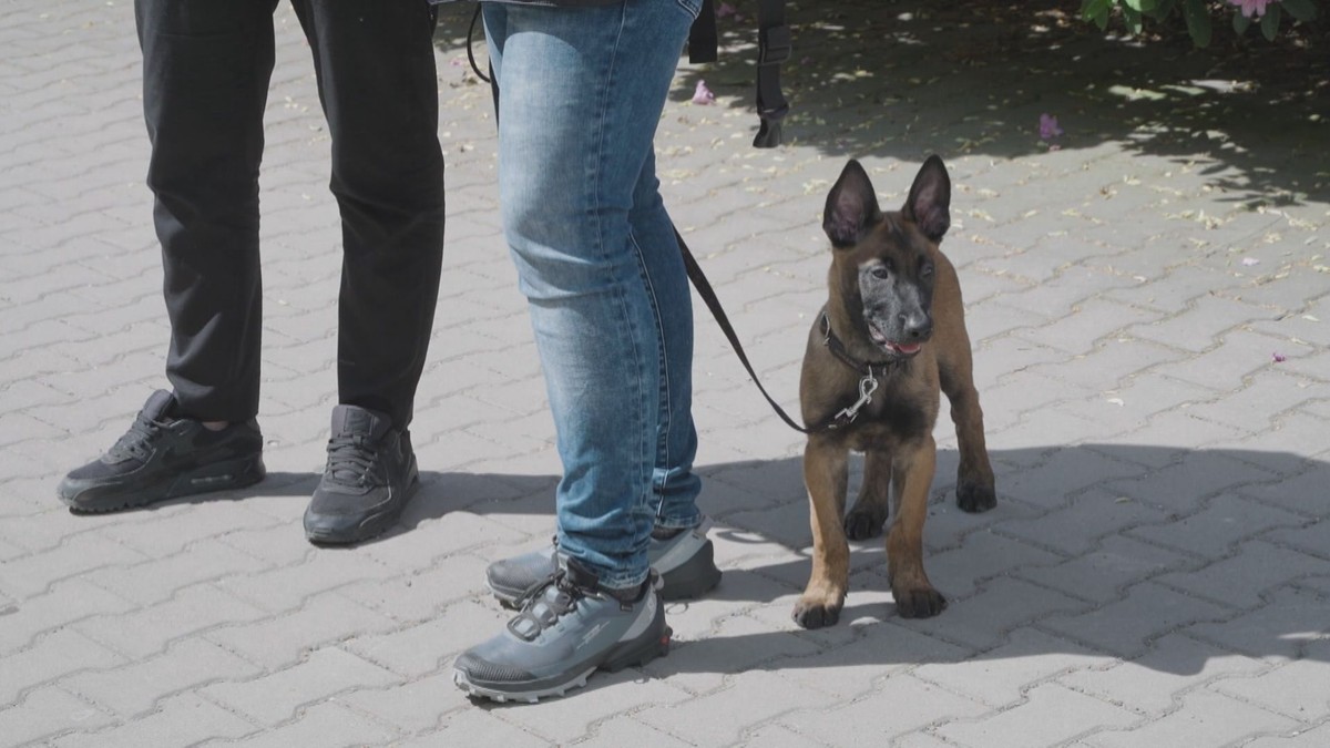 Štěně čeká v Česku tvrdý výcvik. V Africe má odhalovat pašovaná zvířata ...