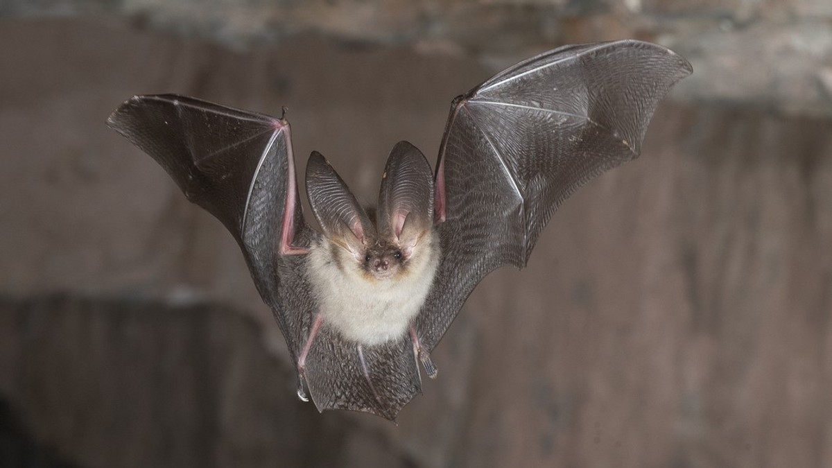 V Česku se objevila vzteklina. Muže v Ostravě pokousal nakažený netopýr ...