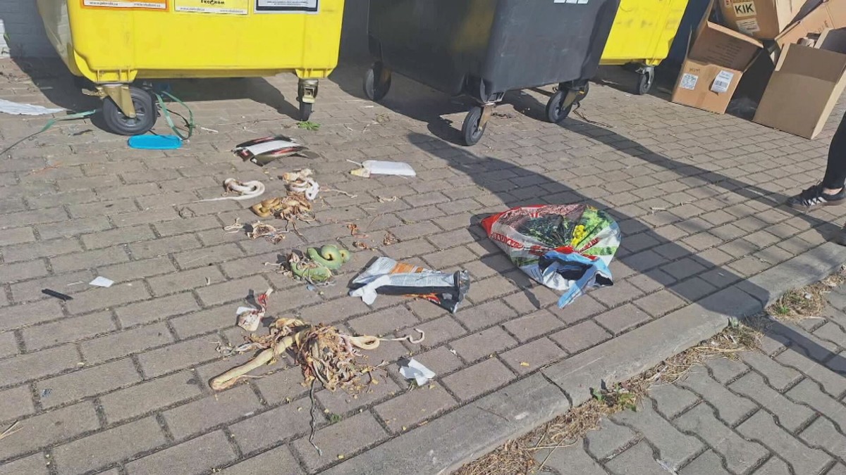 V Pardubicích našli desítky hadů. Jednalo se o mršiny | TN.cz
