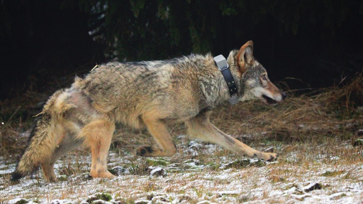 Dobré zprávy z Krušných hor! Vlk Bubla je v pořádku | TN.cz