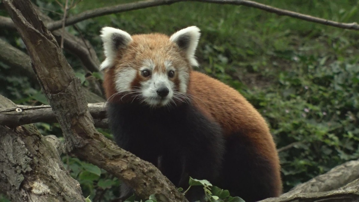 Regica a Jerry. Jak probíhají námluvy nového zvířecího páru? | TN.cz