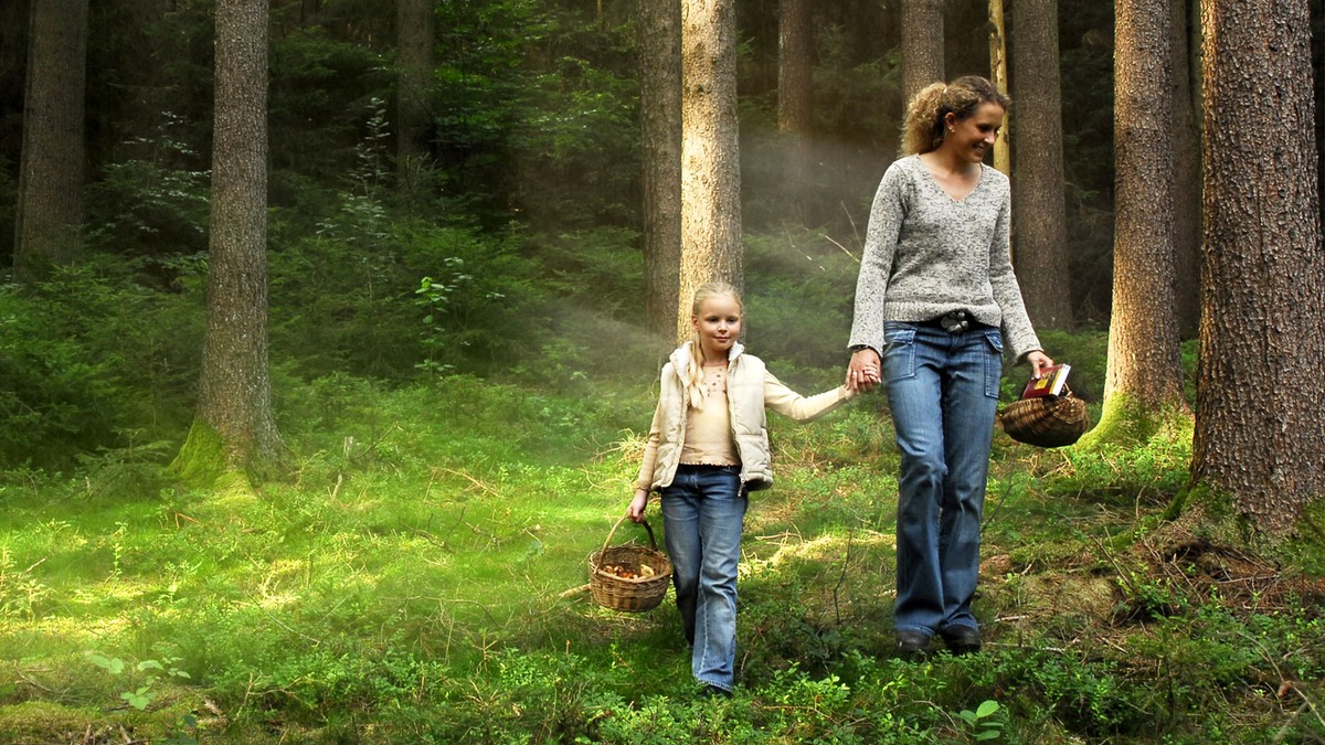 Mapa ČHMÚ ukazuje, kde rostou houby. Ve čtyřech oblastech je šance ...