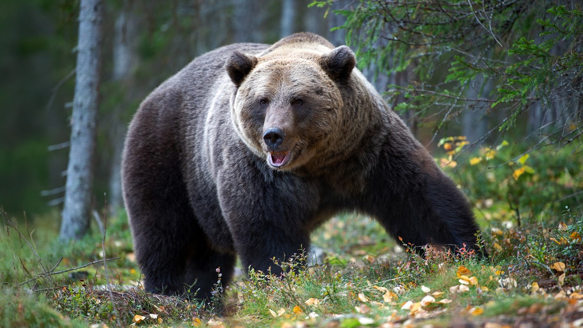 Na Zlínsku pobíhá medvěd. Zachytila ho fotopast, míří k Luhačovicím | TN.cz