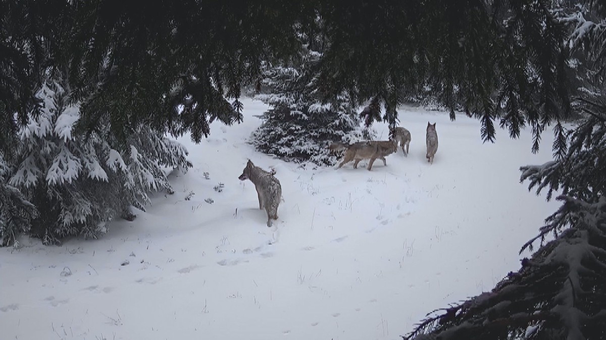 Vlk Bubla se blíží ke své smečce. Podle všeho ho neodmítne | TN.cz