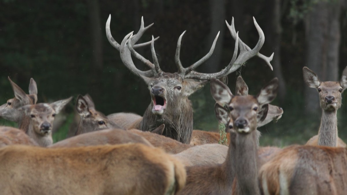 Do lesa – 5. díl: Jeleni v říji | TN.cz