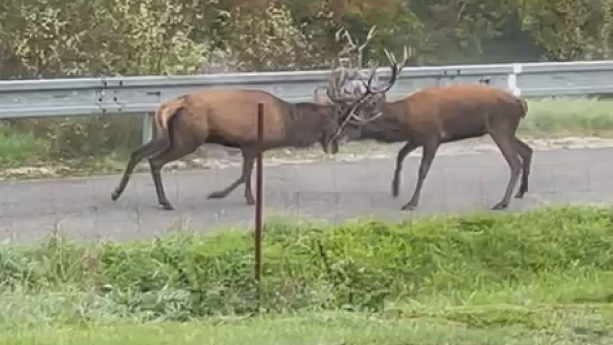 V obci na Ústecku se poprali jeleni. Odtrhli je od sebe až myslivci | TN.cz