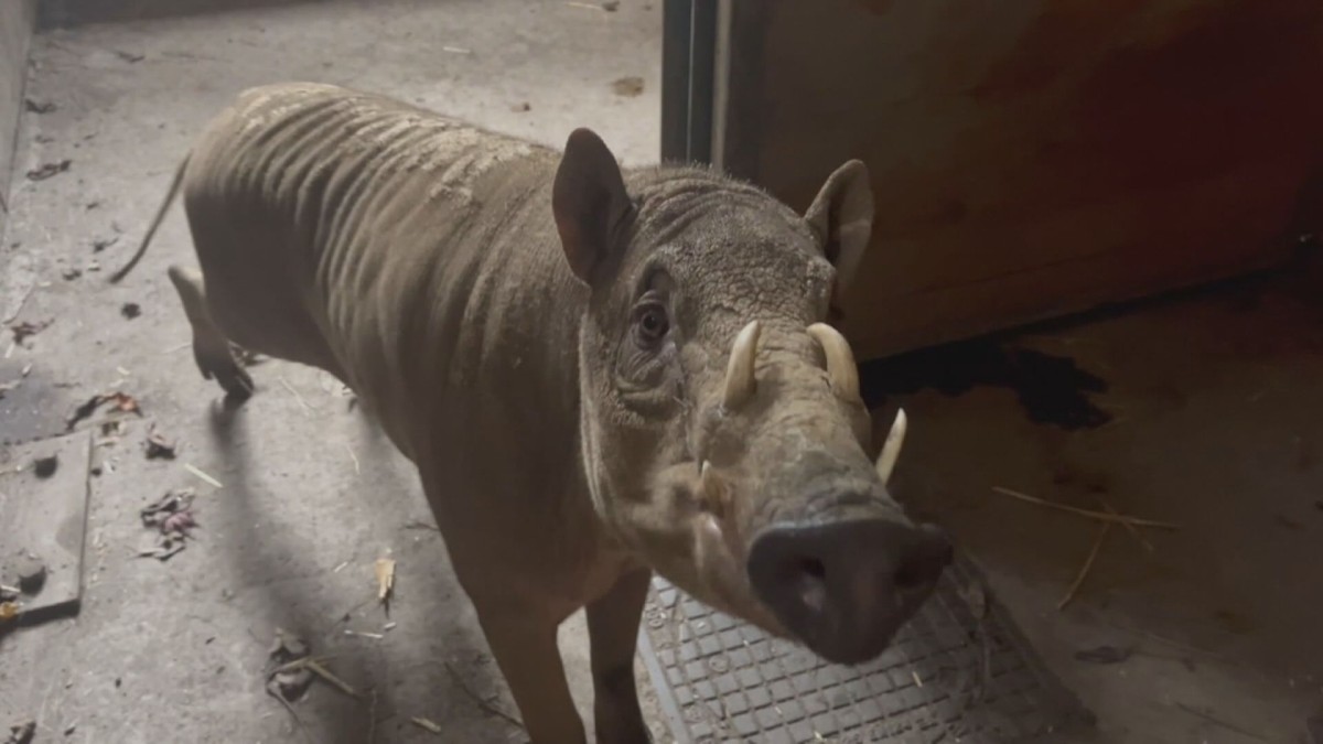 Zoo v Jihlavě ukázala nový přírůstek. Zvířeti se přezdívá prasojelen ...