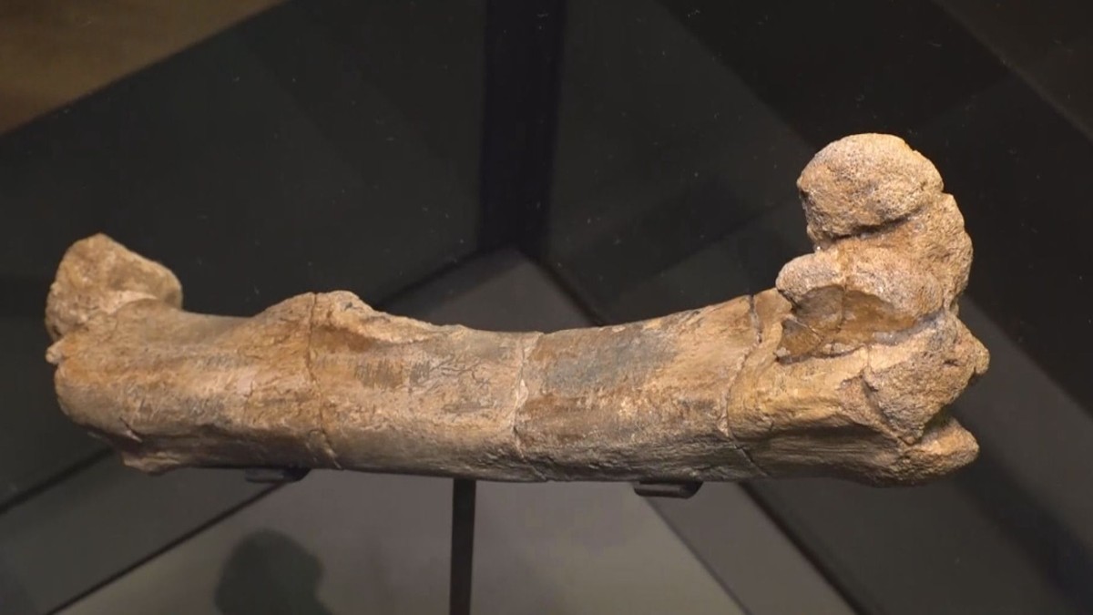 V Národním muzeu mají kost českého dinosaura. Jmenuje se Burianosaurus ...