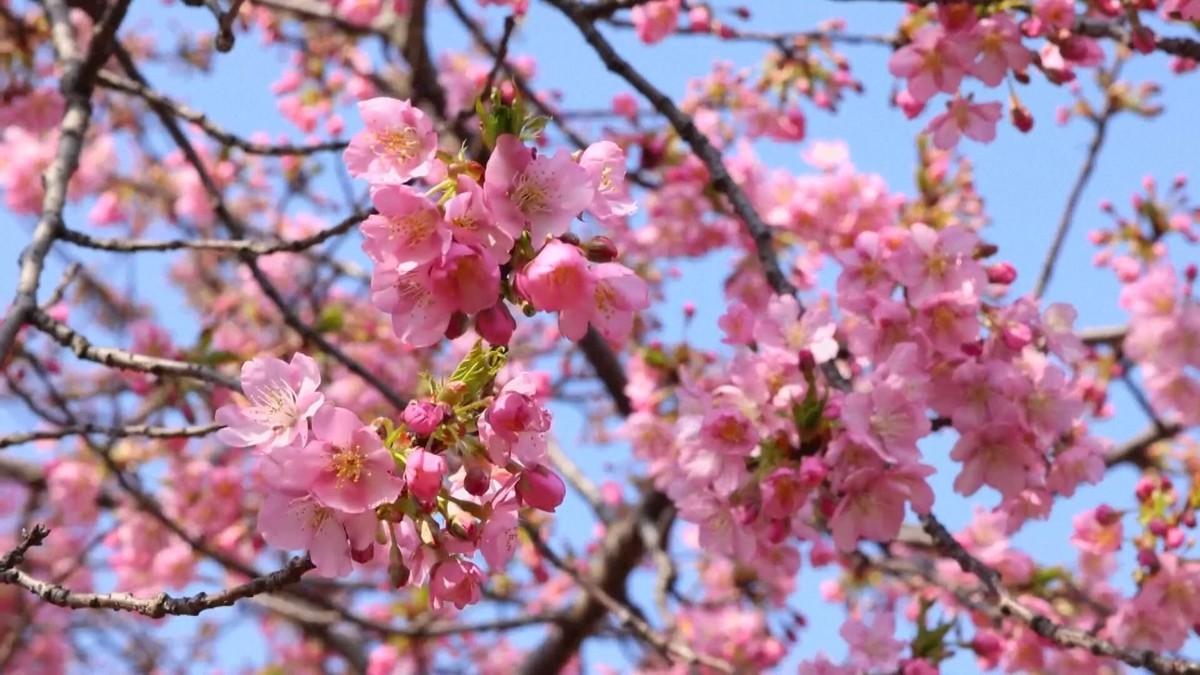 V Číně rozkvetly slivoně. Růžové stromy přijely obdivovat miliony lidí ...