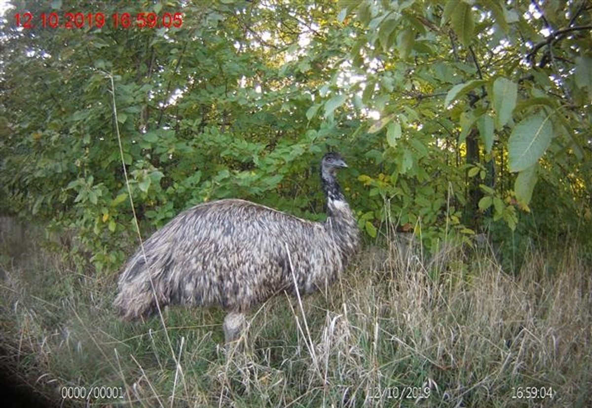 Pták emu týden unikal v ulicích Brna. Chytili ho až strážníci | TN.cz