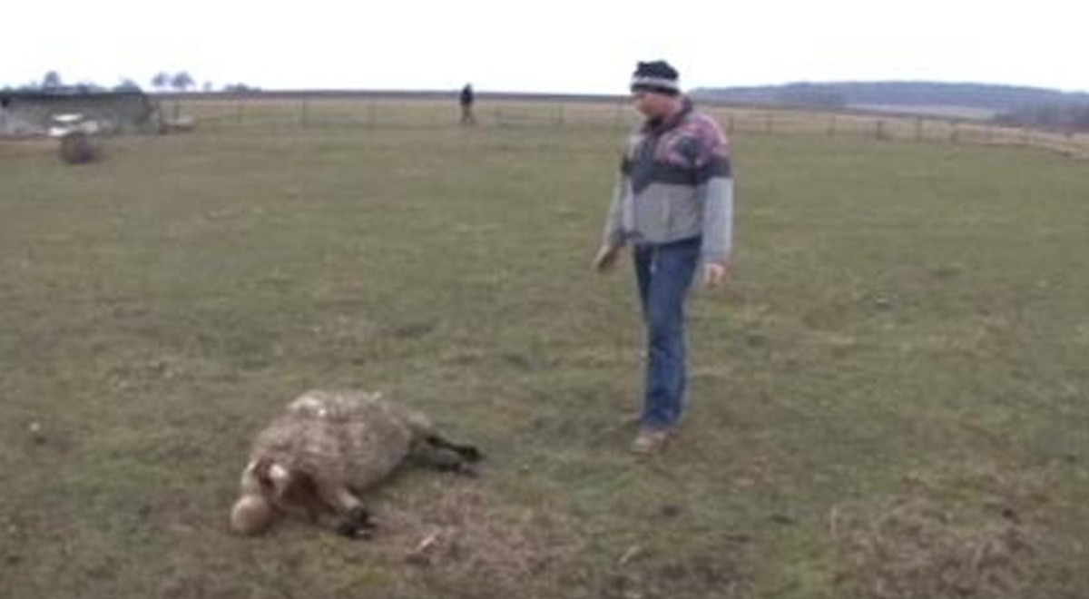 Psi roztrhali ovce, přežil jen beran. Kdy zaútočí zase? | TN.cz