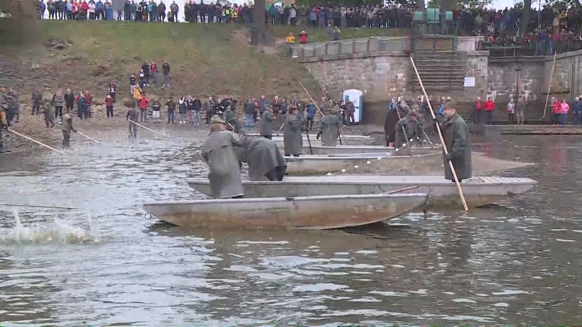 Začal výlov největšího českého rybníka. Ryb je letos méně a budou ...