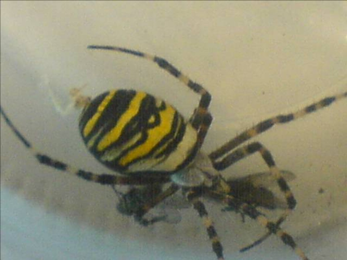 Záhadný pavouk v ČR | TN.cz