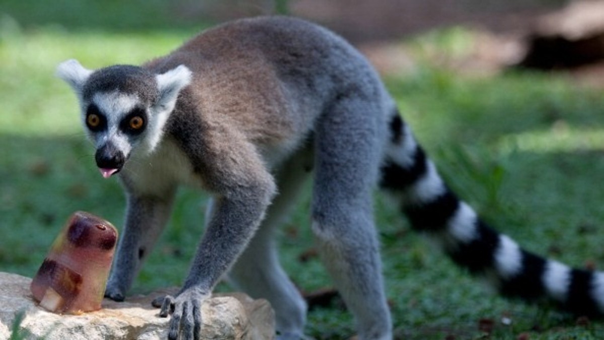 Ze zoo uprchl lemur, pobíhá v ulicích Ostravy. Nikdo na něj nesmí sahat ...