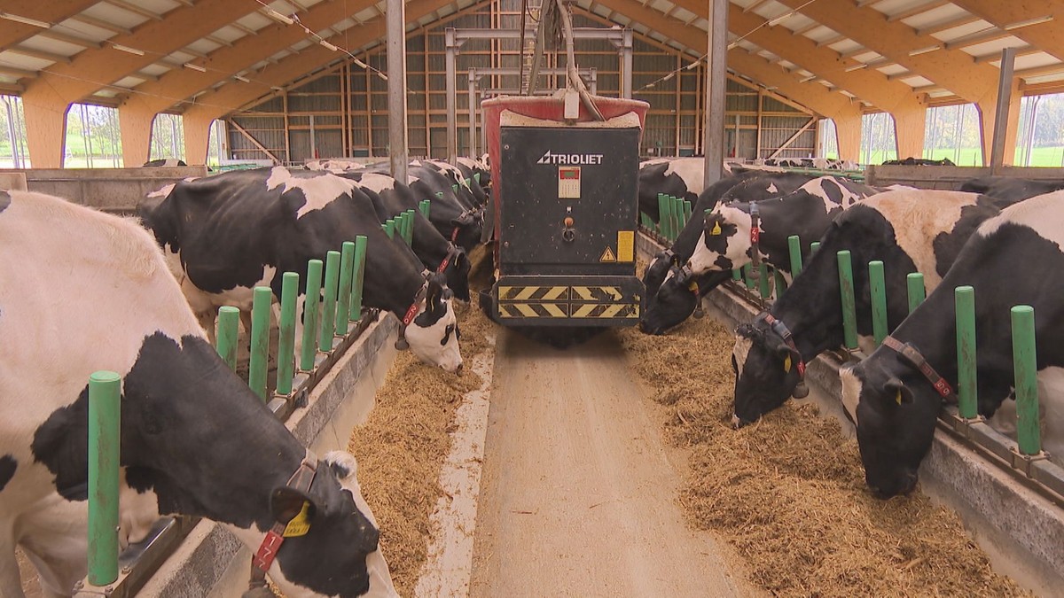Nejmodernější kravín v Česku. Dojnice celý den krmí chytří roboti | TN.cz