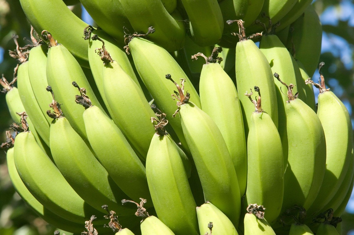 Exotický pavouk přicestoval do ČR v zásilce banánů! Až z jihu Afriky ...