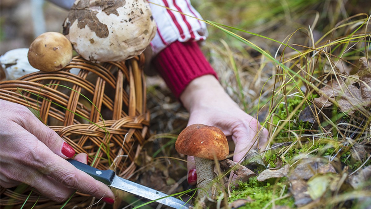 MAPA: Houby rostou skoro všude. Češi v jejich sbírání trhli rekord | TN.cz