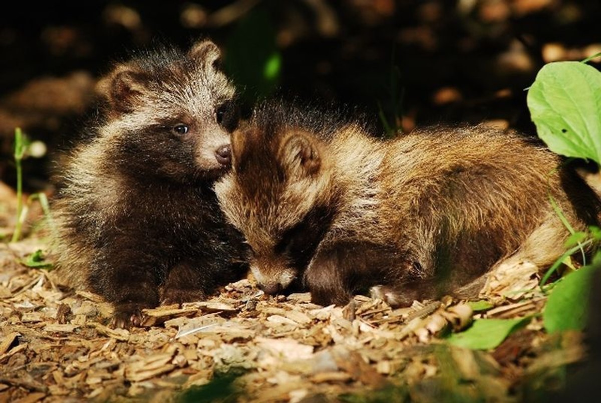 V Česku se přemnožil psík mývalovitý! Hrozí vážné narušení rovnováhy v ...