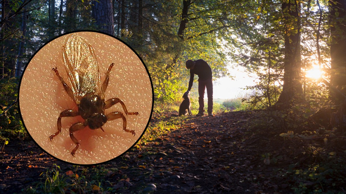 Houbaře obtěžuje nebezpečný parazit. Přenáší zvířecí nemoci | TN.cz