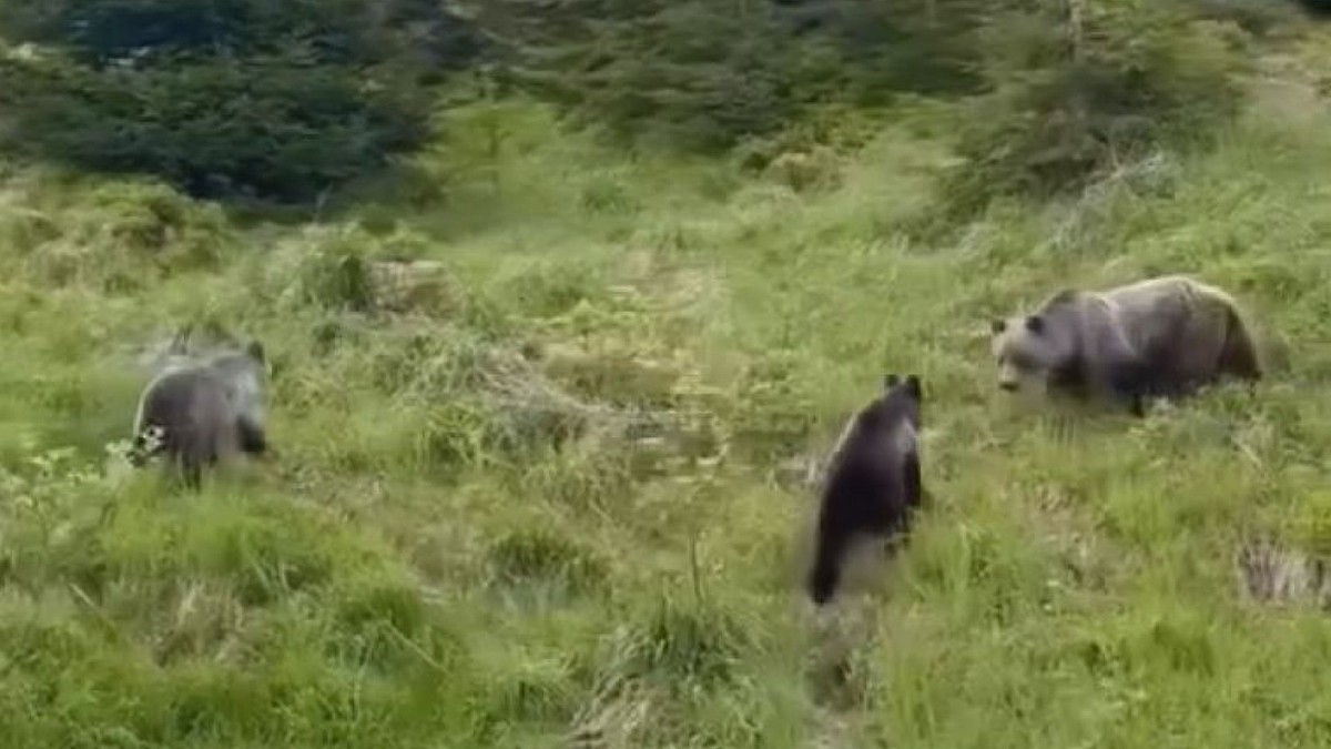 VIDEO: Zuzanu překvapila medvědice s mláďaty. Z pár metrů si je ...