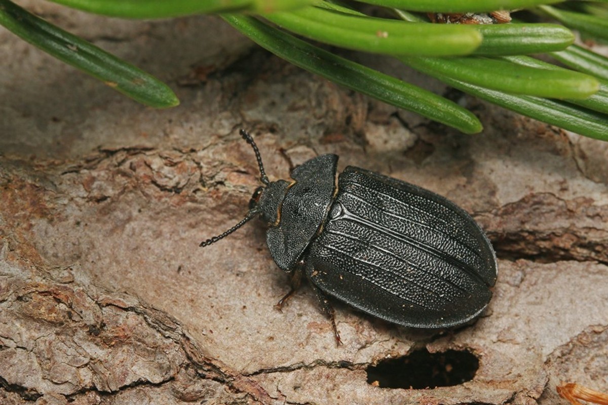 Na Šumavě se objevil vzácný pralesní brouk! Narazili na něj po 100 ...