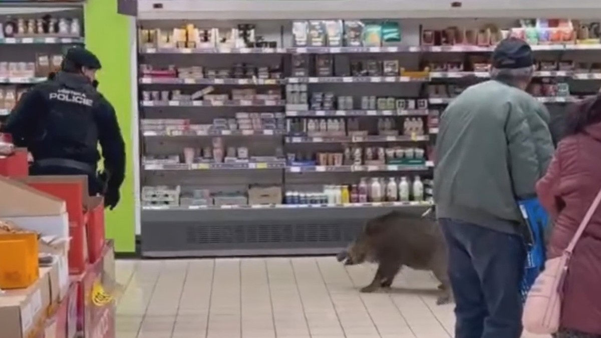 VIDEO: V supermarketu chytali divoké prase. Málem zranilo malé dítě | TN.cz