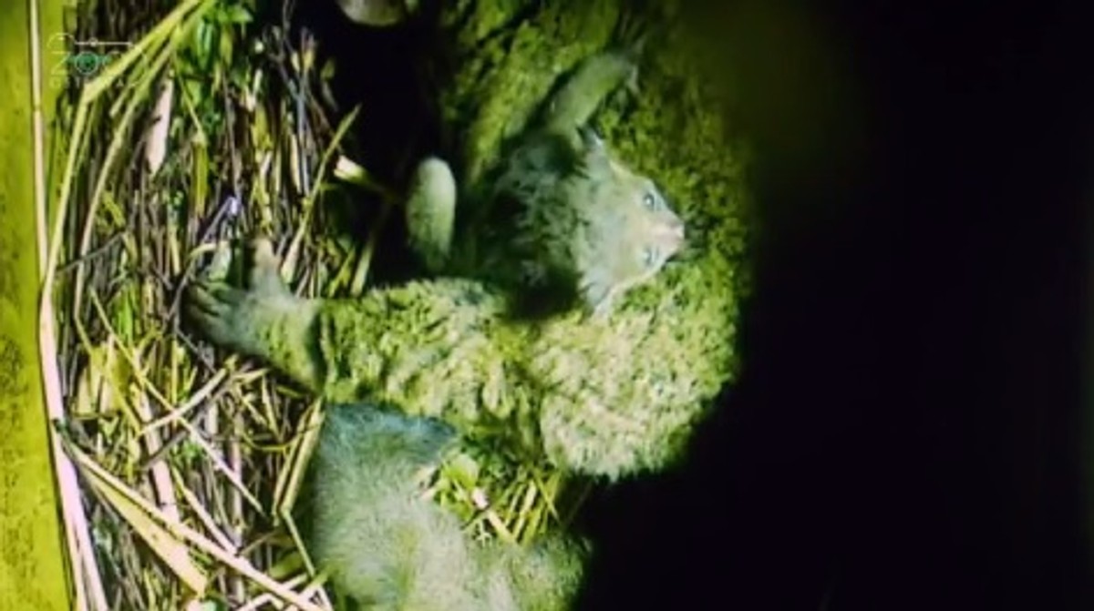 VIDEO: V ostravské zoo se narodilo mládě vzácné poloopice | TN.cz