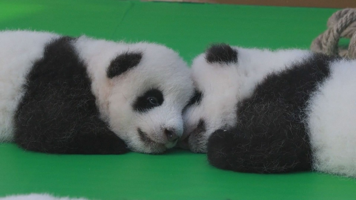 Pandí mláďata slavila Národní den v Číně. O diváky nebyla nouze | TN.cz
