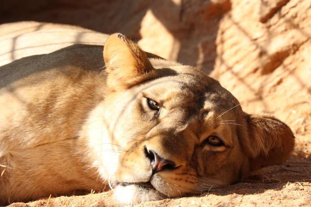 Smutná zpráva ze zoo Plzeň: Lvice Neyla týden po porodu zemřela | TN.cz
