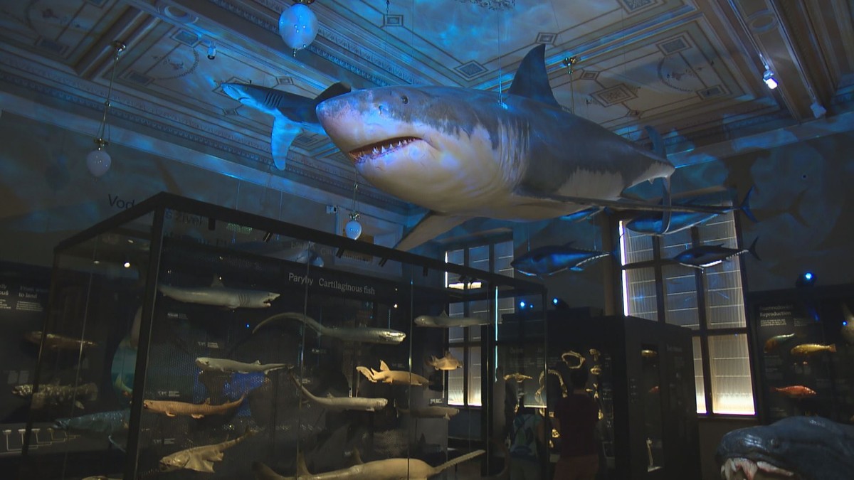 Národní muzeum láká na realistická zvířata. Zpět je kostra velryby | TN.cz