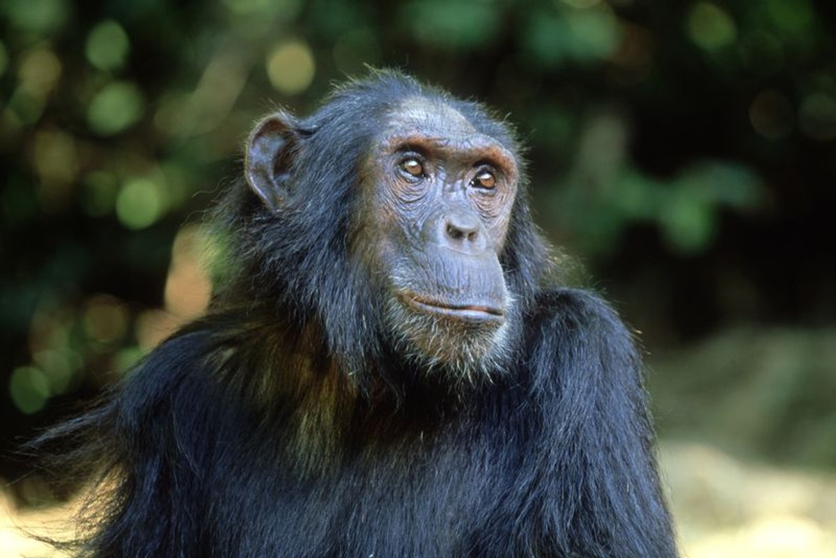 Skoro ji zabil šimpanz. Možná ji budou muset transplantovat obličej | TN.cz