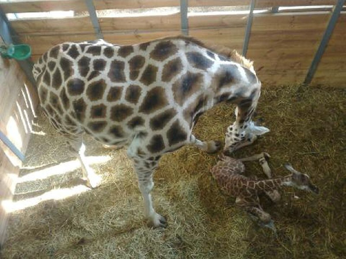 FOTO: První chvilky žirafího mláděte. Kochal se i táta Johan | TN.cz