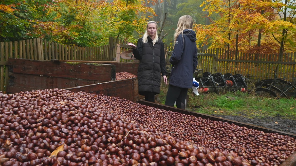 Lidé vyráží do lesa na kaštany a bukvice. Mohou si tím i hezky ...