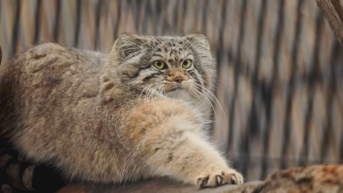 Kočka s nejdelšími chlupy se vrátila do ostravské zoo. Manul se nedá ...