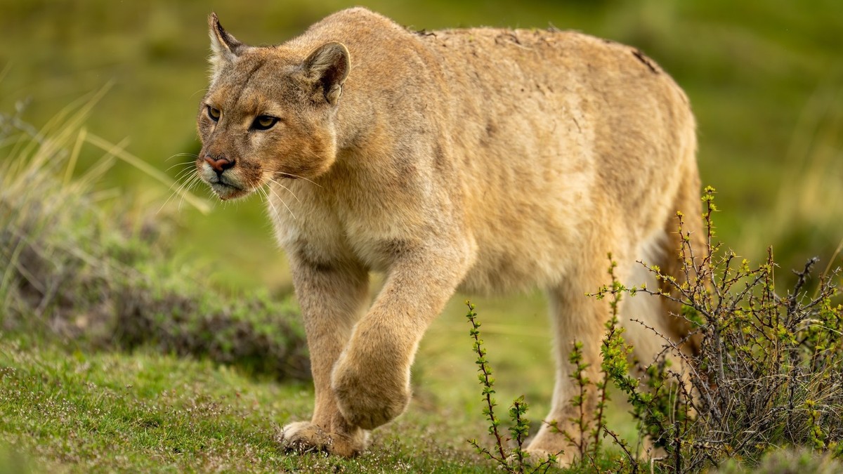 Na Sokolovsku utekla z výběhu puma. Pátrali po ní více než 24 hodin | TN.cz
