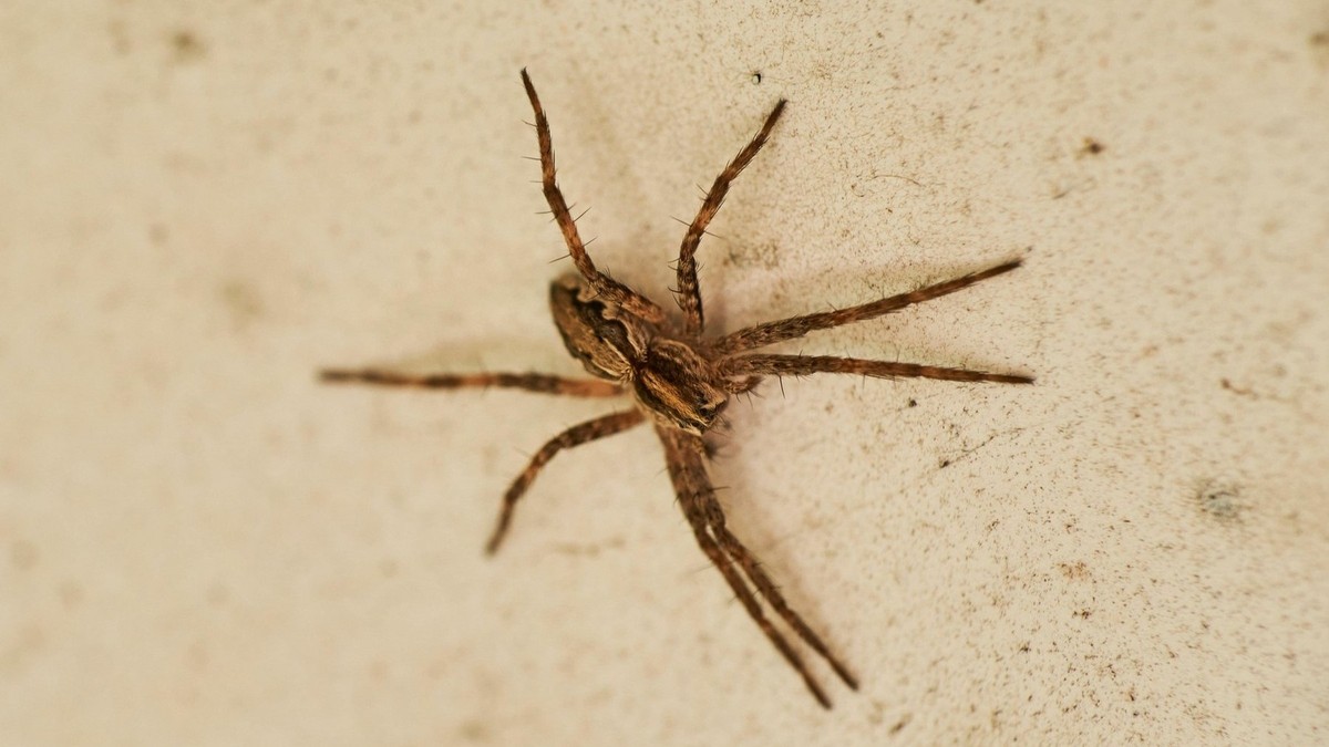 V Německu se rozmáhá cizokrajný jedovatý pavouk. Byl spatřen i v Česku | TN.cz