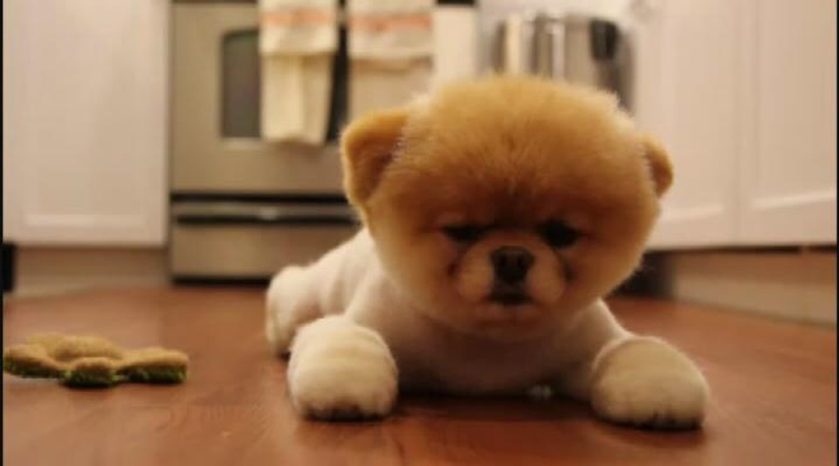 Je tohle NEJROZTOMILEJŠÍ PEJSEK SVĚTA? Myslí si to MILIONY LIDÍ! | TN.cz