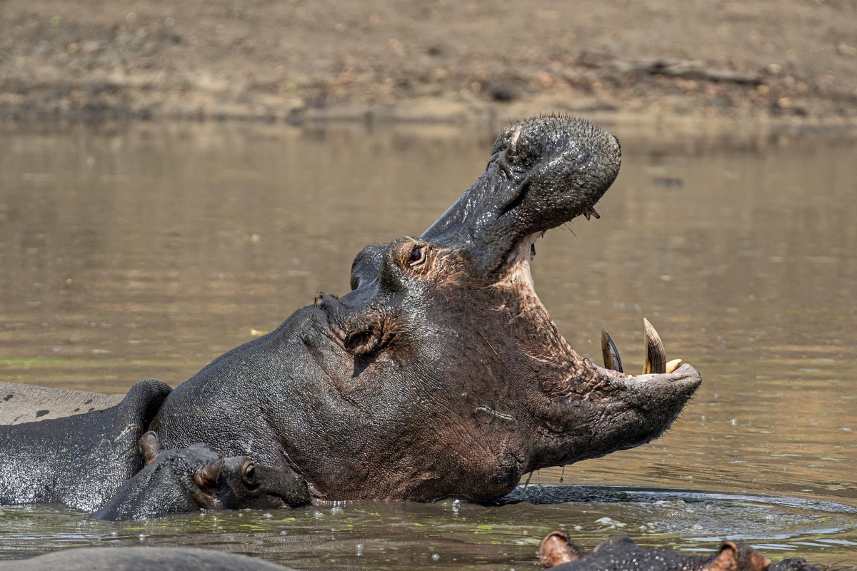 Hroch zaútočil na člun plný vesničanů, úřady pohřešují 23 lidí | TN.cz