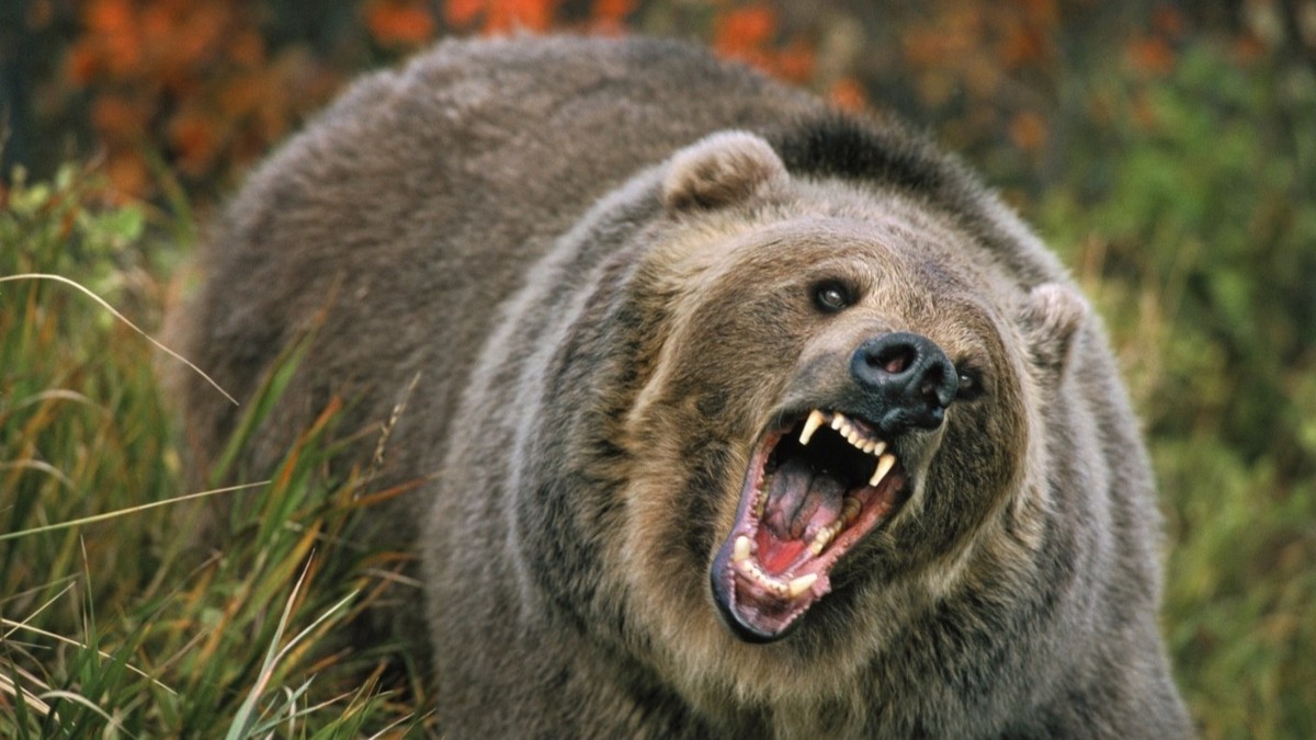 Medvěd na Slovensku napadl dalšího muže. Je těžce zraněný | TN.cz