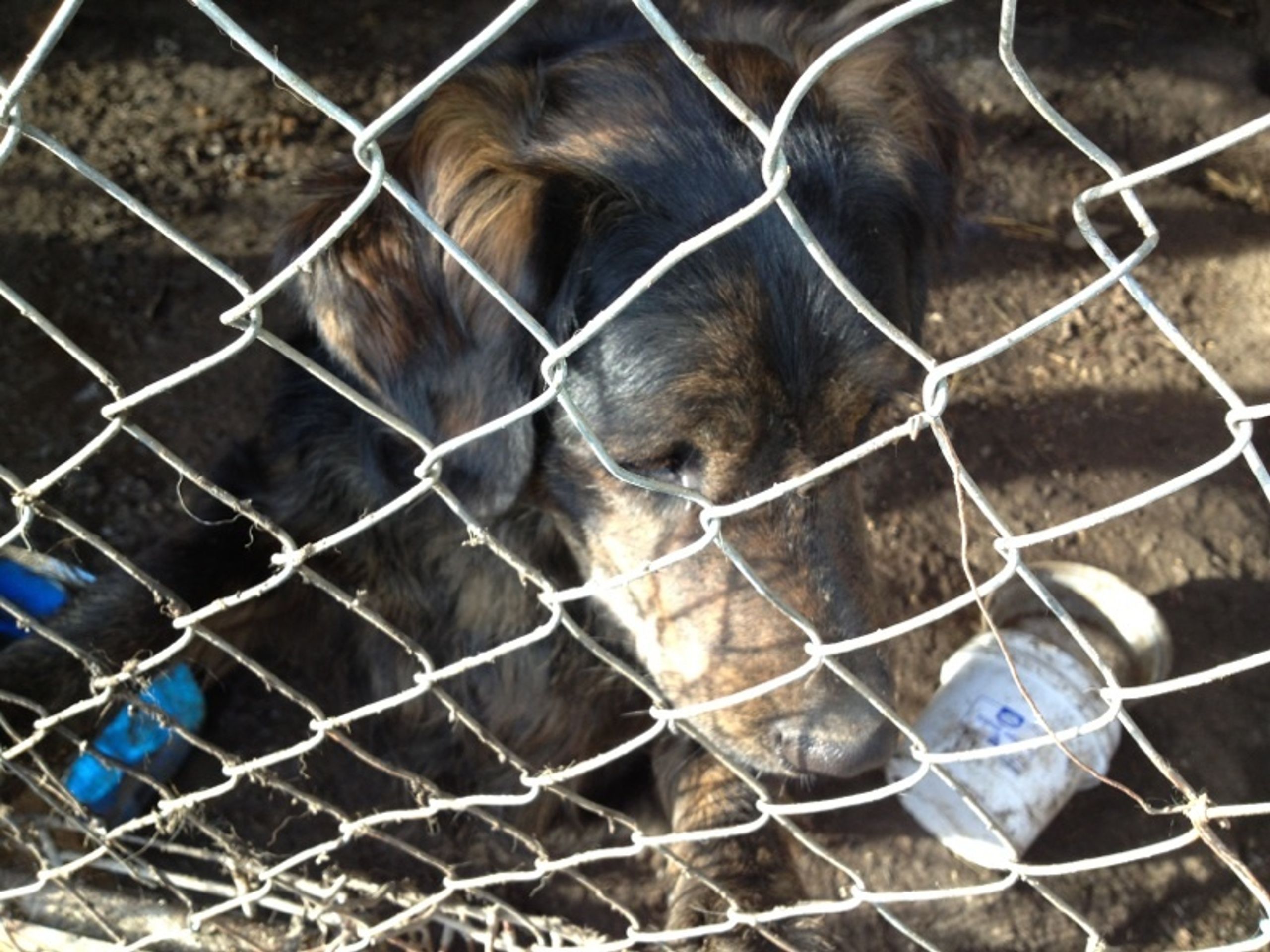 Psi z útulku - 2 | Galerie: Tihle chlupáči čekají na nového majitele ...