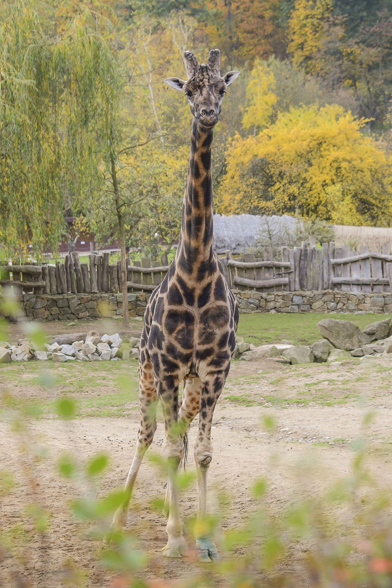 Žirafí samec Zuberi | Galerie: Žirafí samec Zuberi | TN.cz
